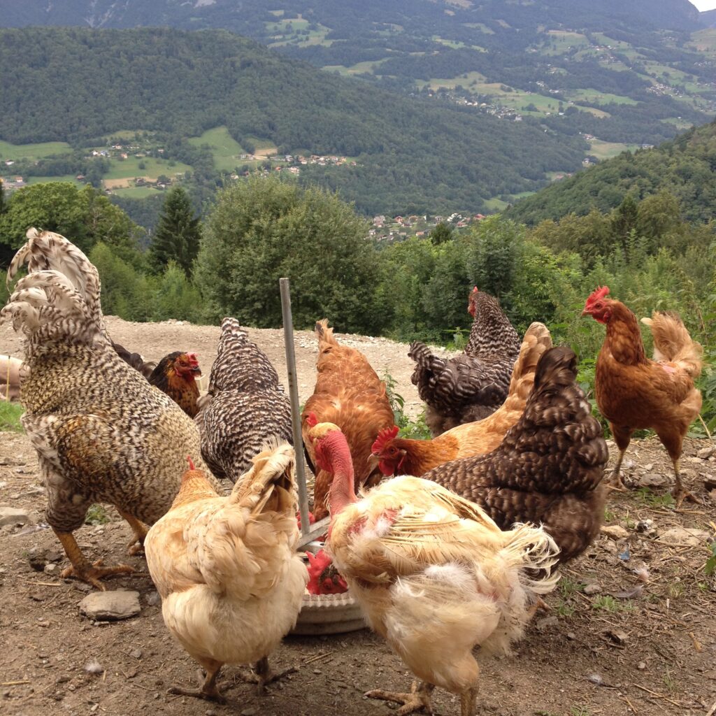 Aliment du Bétail - Minoterie Martin